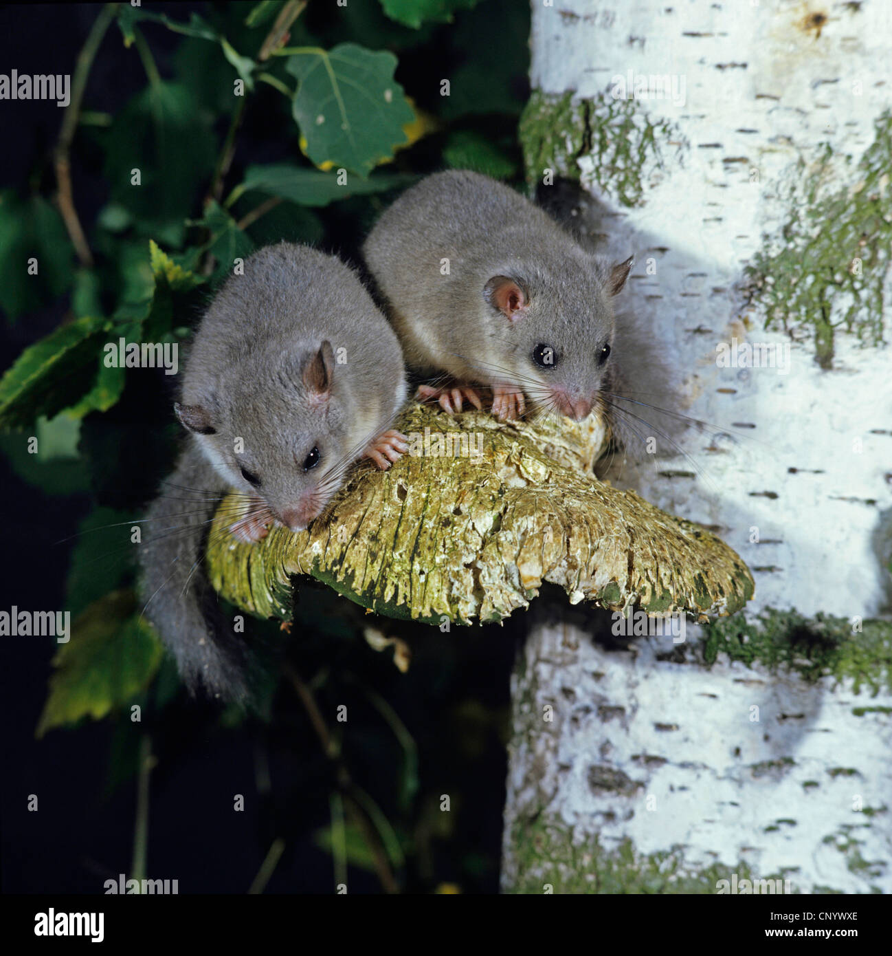 edible dormouse, edible commoner dormouse, fat dormouse, squirrel ...