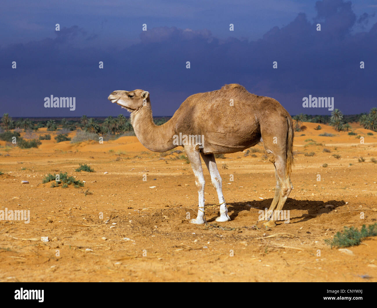 dromedary, one-humped camel (Camelus dromedarius), standing in desert ...