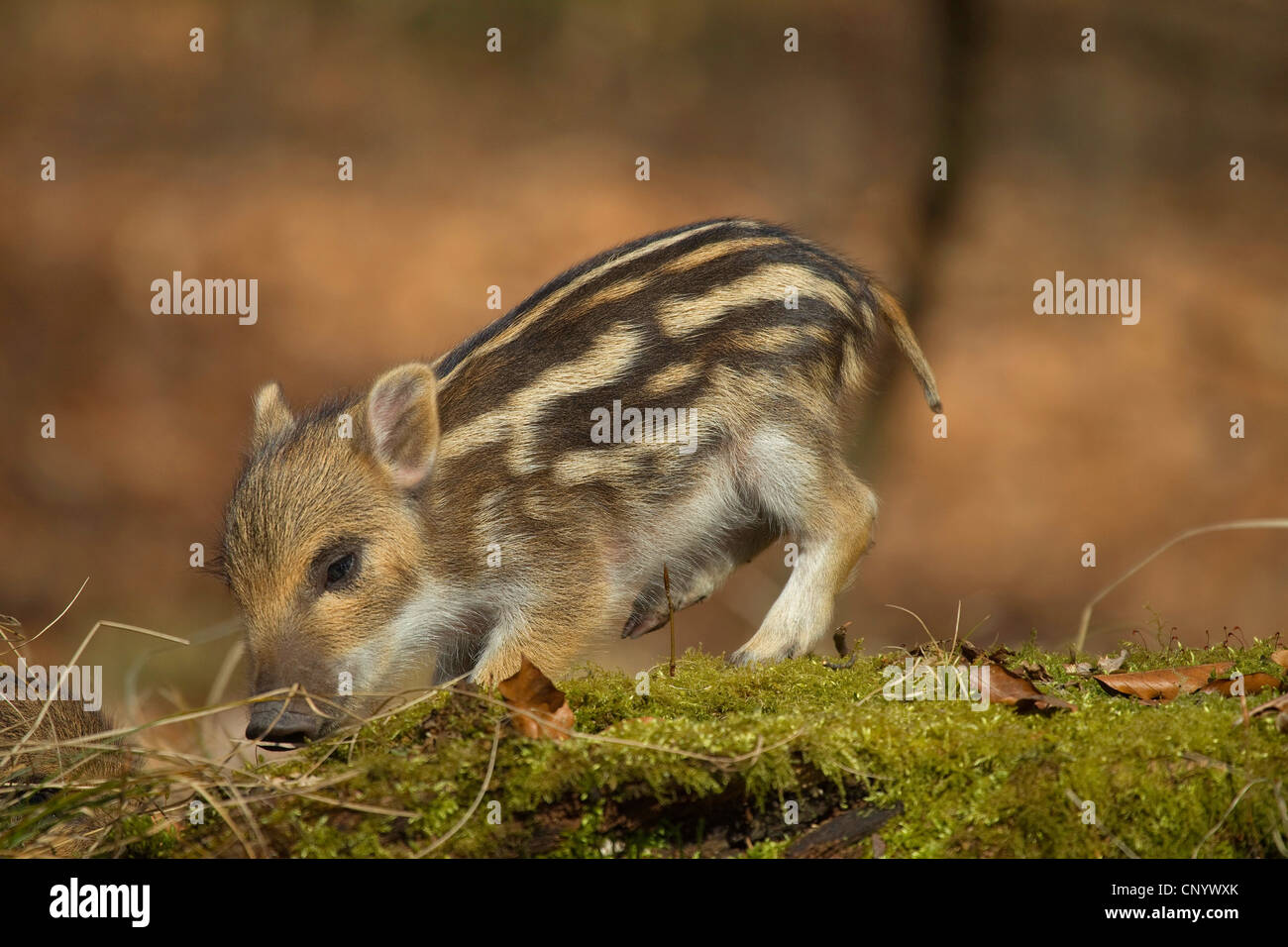 Pig trunk hi-res stock photography and images - Alamy