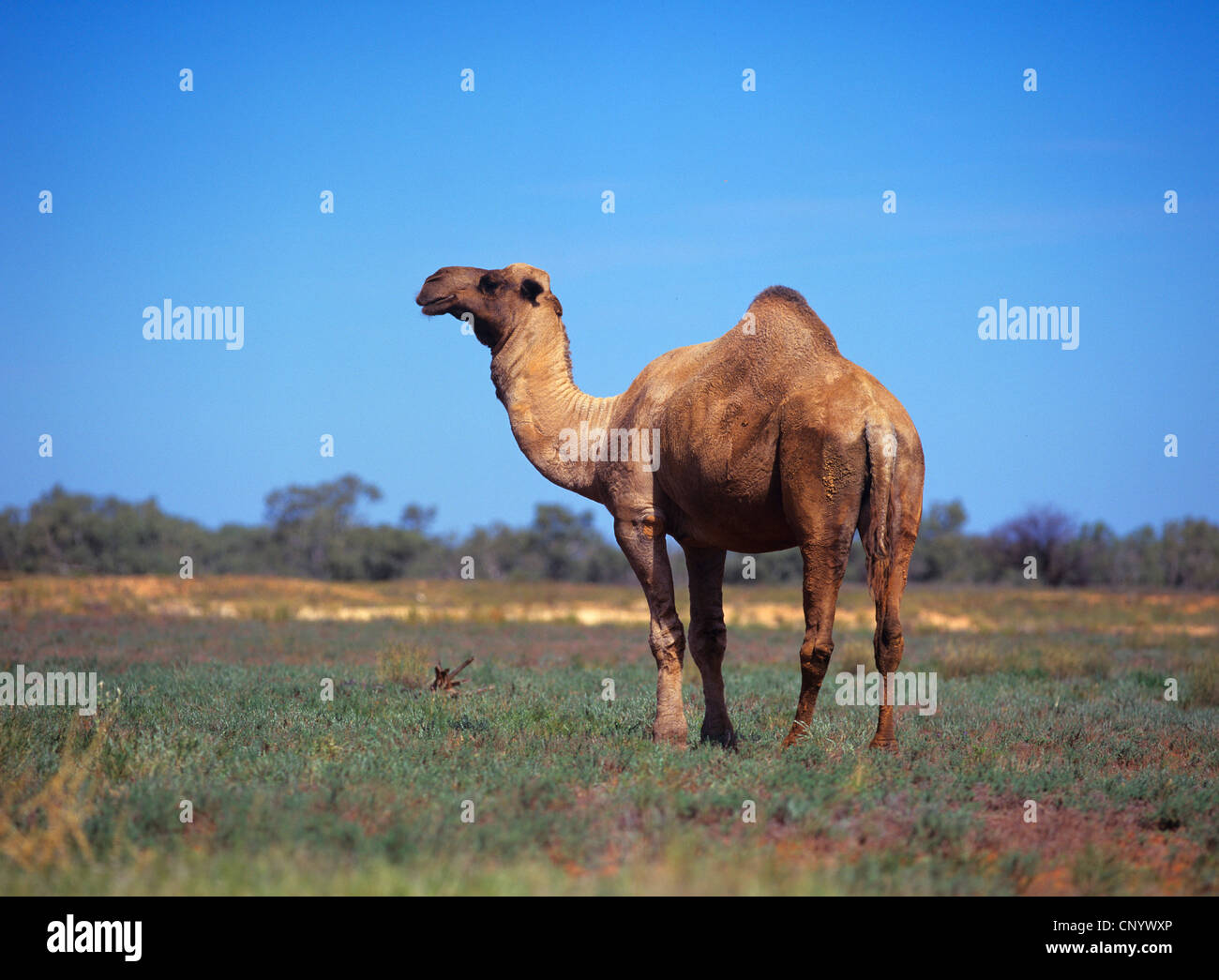 One anim hi-res stock photography and images - Alamy
