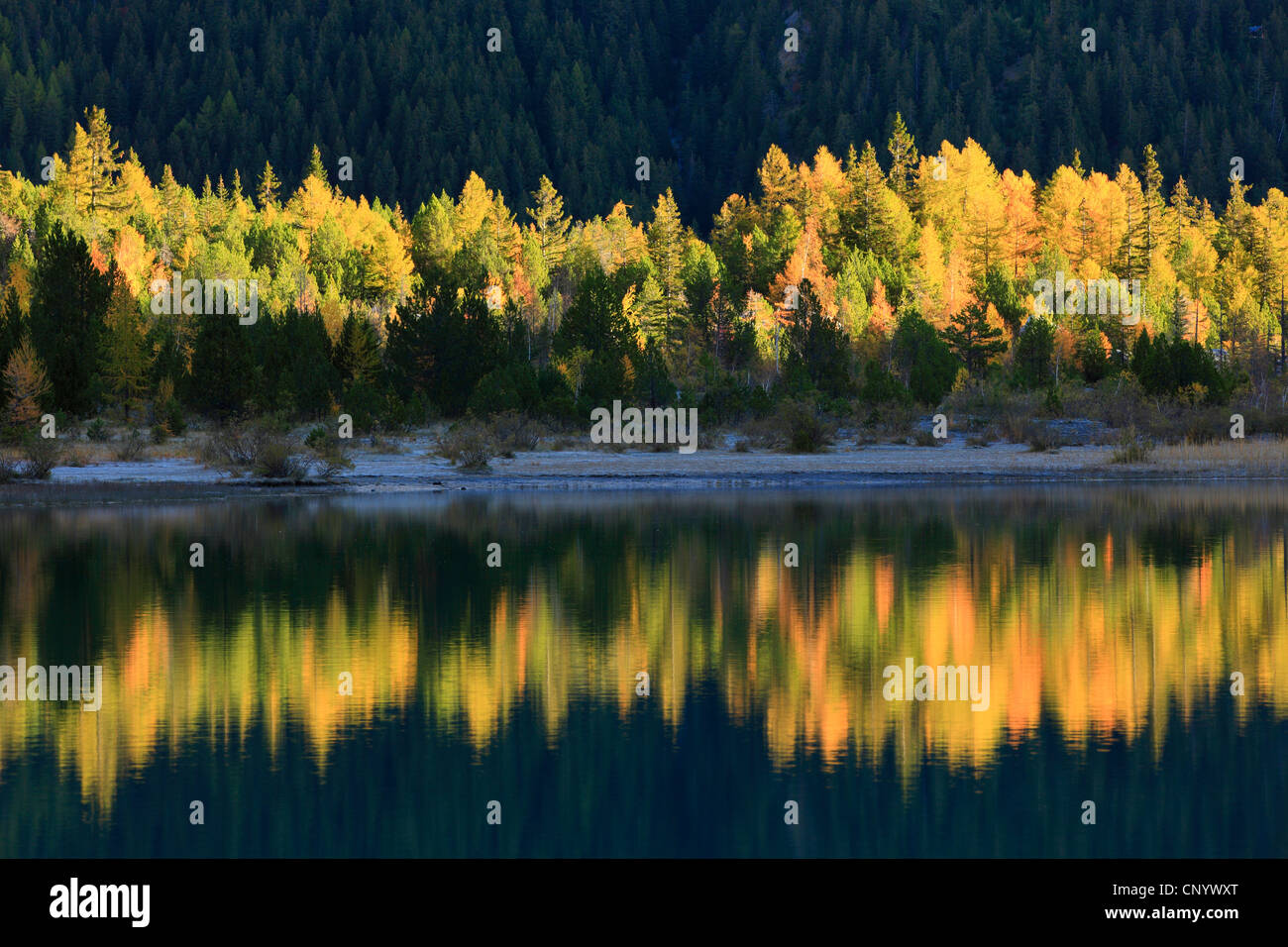 common larch, European larch (Larix decidua, Larix europaea), forest in ...