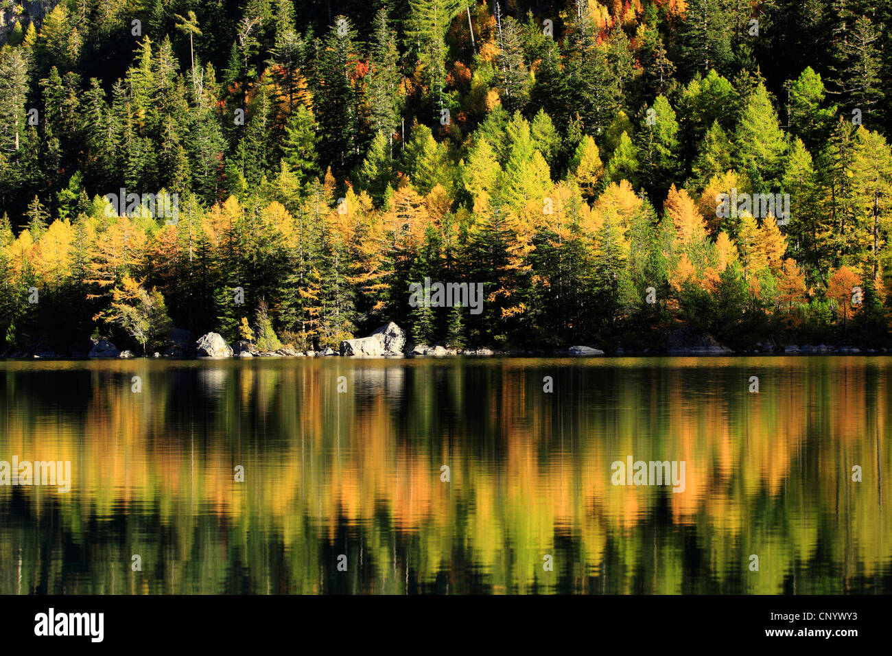 common larch, European larch (Larix decidua, Larix europaea), larch ...