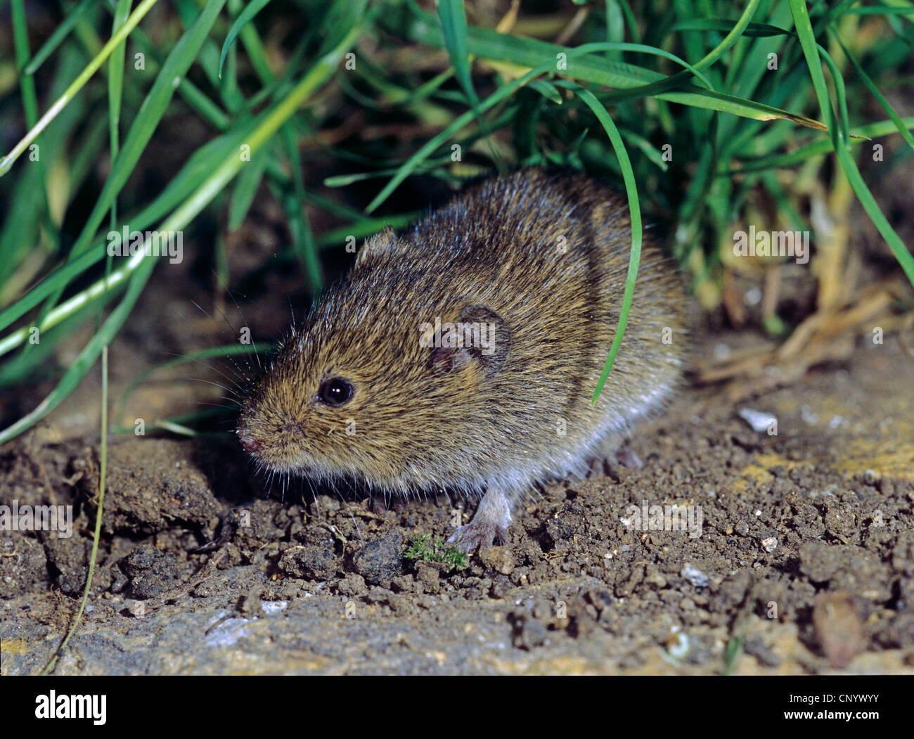 common vole (Microtus arvalis), at the field border, Germany Stock ...