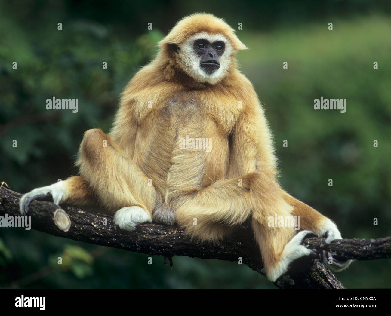 common gibbon, white-handed gibbon (Hylobates lar), sitting on a branch ...