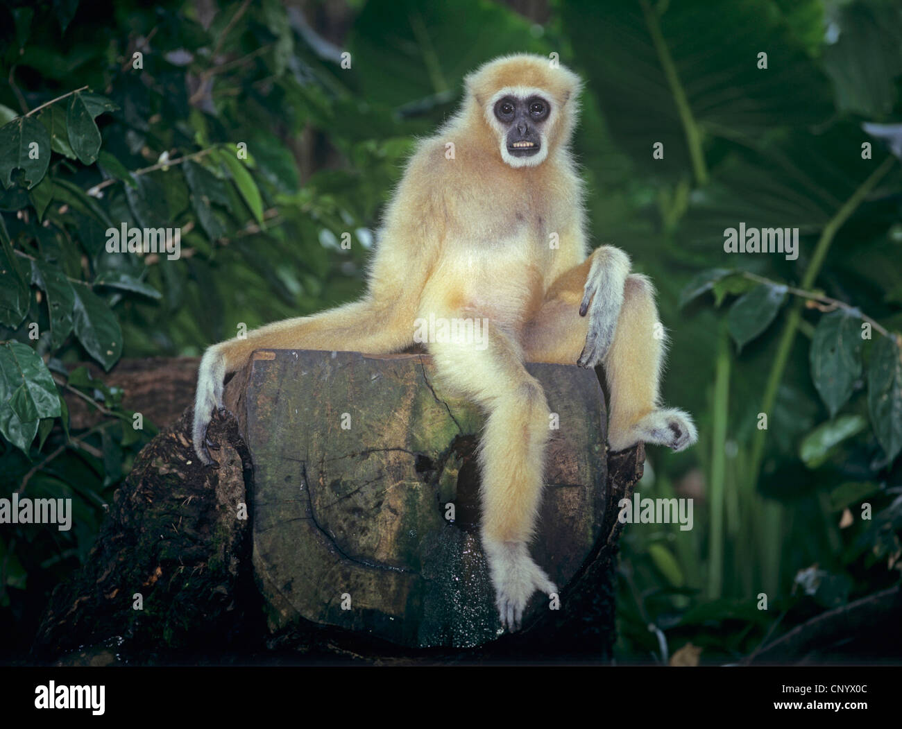 common gibbon, white-handed gibbon (Hylobates lar), sitting on a tree ...