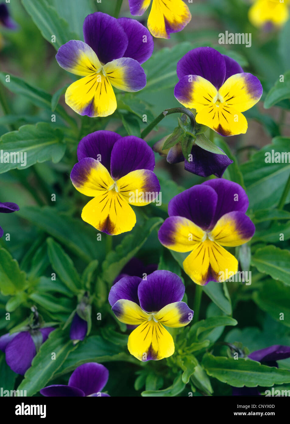horned pansy, horned violet (Viola cornuta), blooming Stock Photo - Alamy
