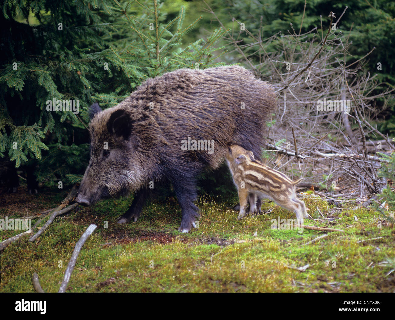 Wild boars sus sow suckling hi-res stock photography and images - Alamy