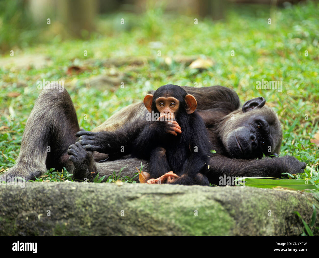 common chimpanzee (Pan troglodytes), with little monkey Stock Photo - Alamy