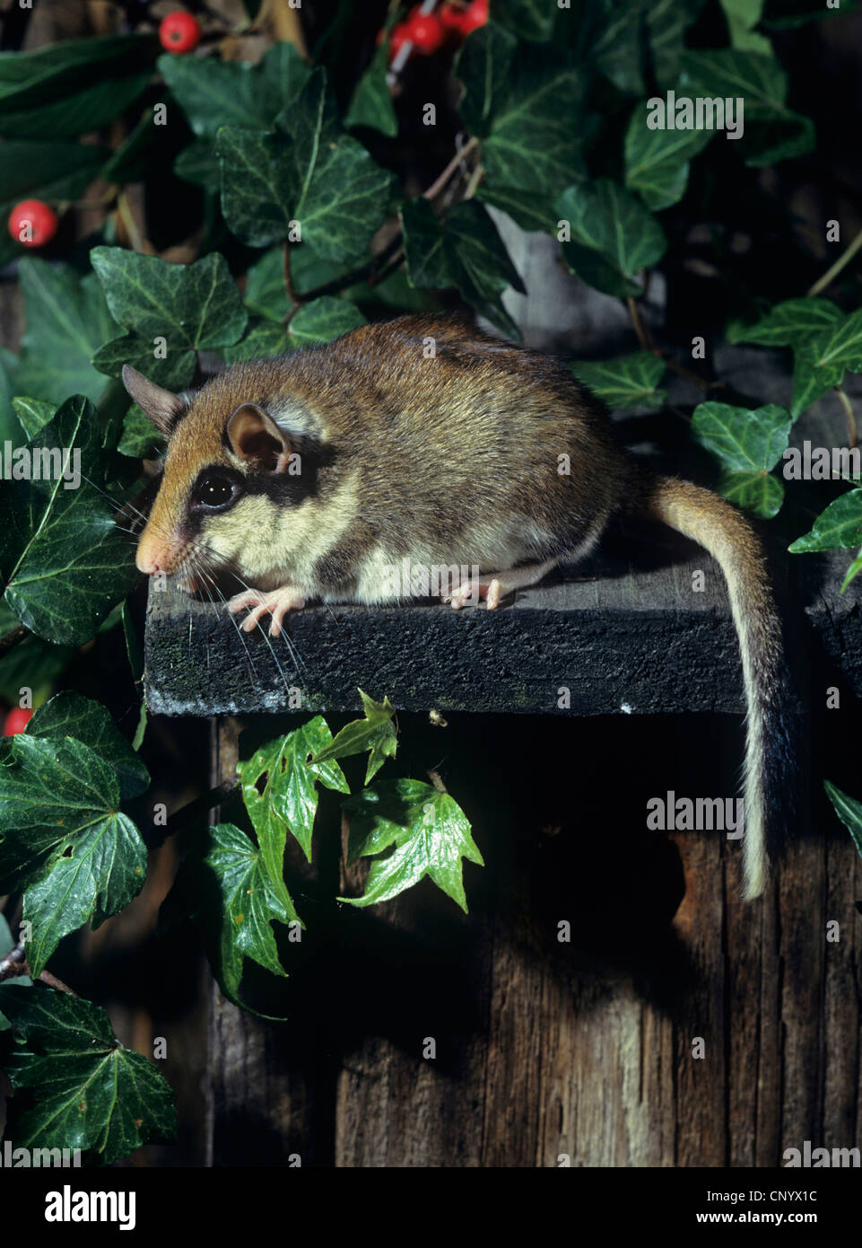 garden dormouse (Eliomys quercinus), sitting on nest box Stock Photo ...