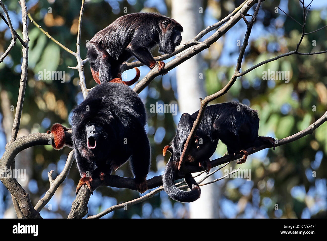 Black howler monkey group howling hi-res stock photography and images ...