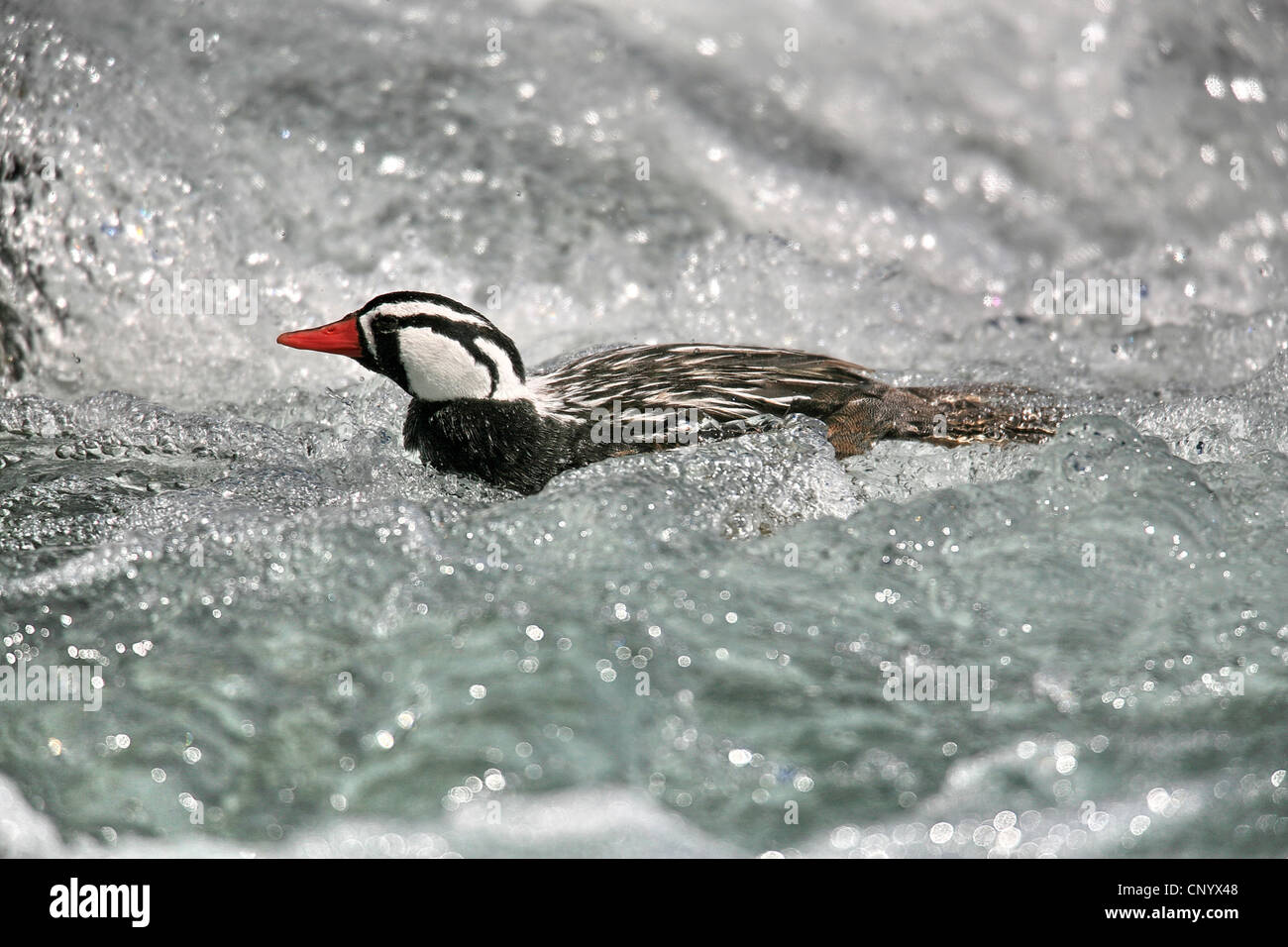 torrent duck (Merganetta armarta), male, Argentina, Los Glaciares ...