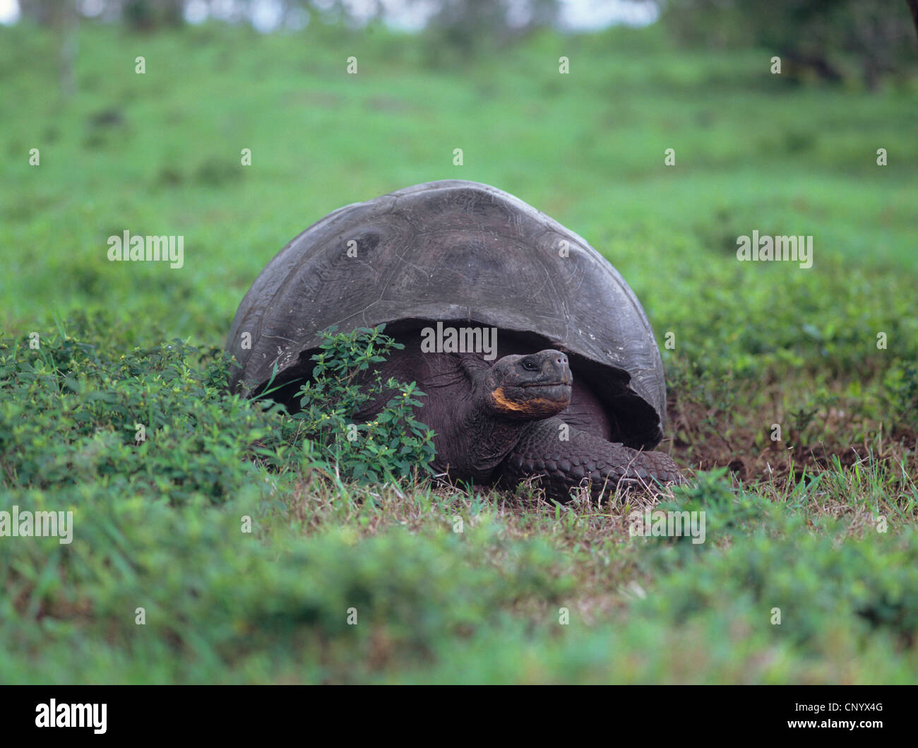 Galapagos giant tortoise (Geochelone elephantopus, Geochelone nigra ...
