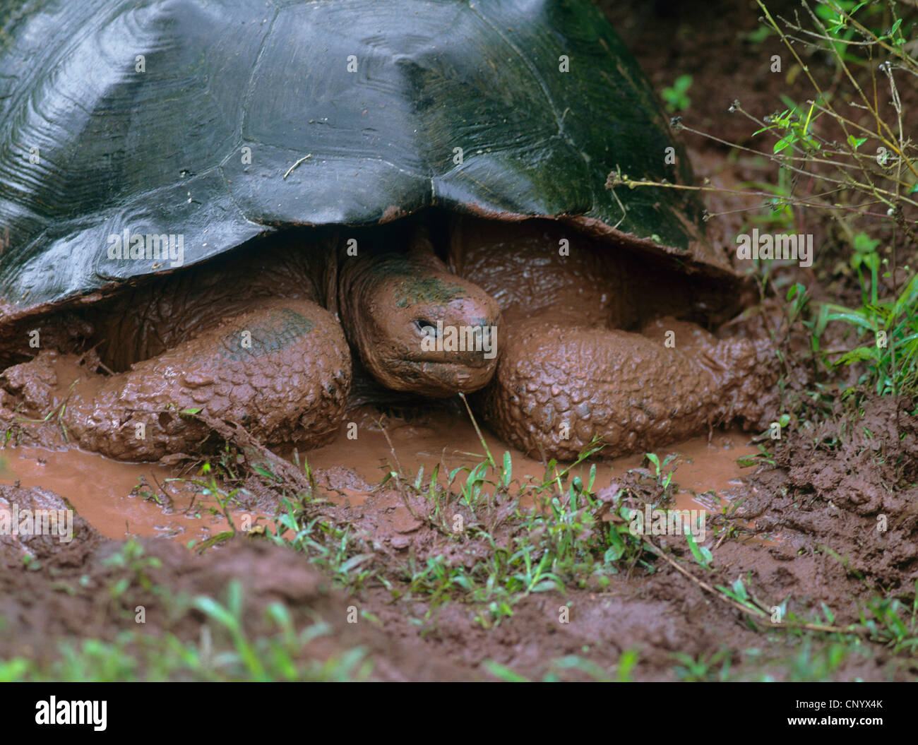 Galapagos giant tortoise (Geochelone elephantopus, Geochelone nigra ...