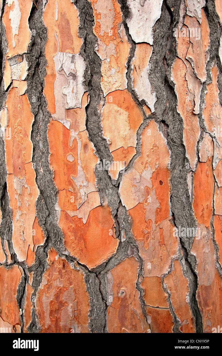 Stone pine, Italian Stone pine, Umbrella Pine (Pinus pinea), bark Stock ...