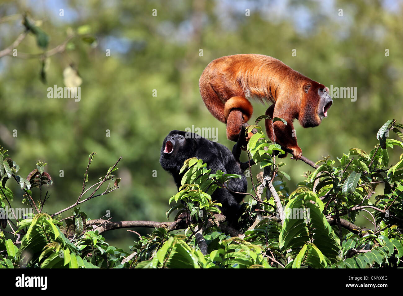 Red-handed Howler Monkey (Alouatta belzebul), on a tree, Brazil, Para ...