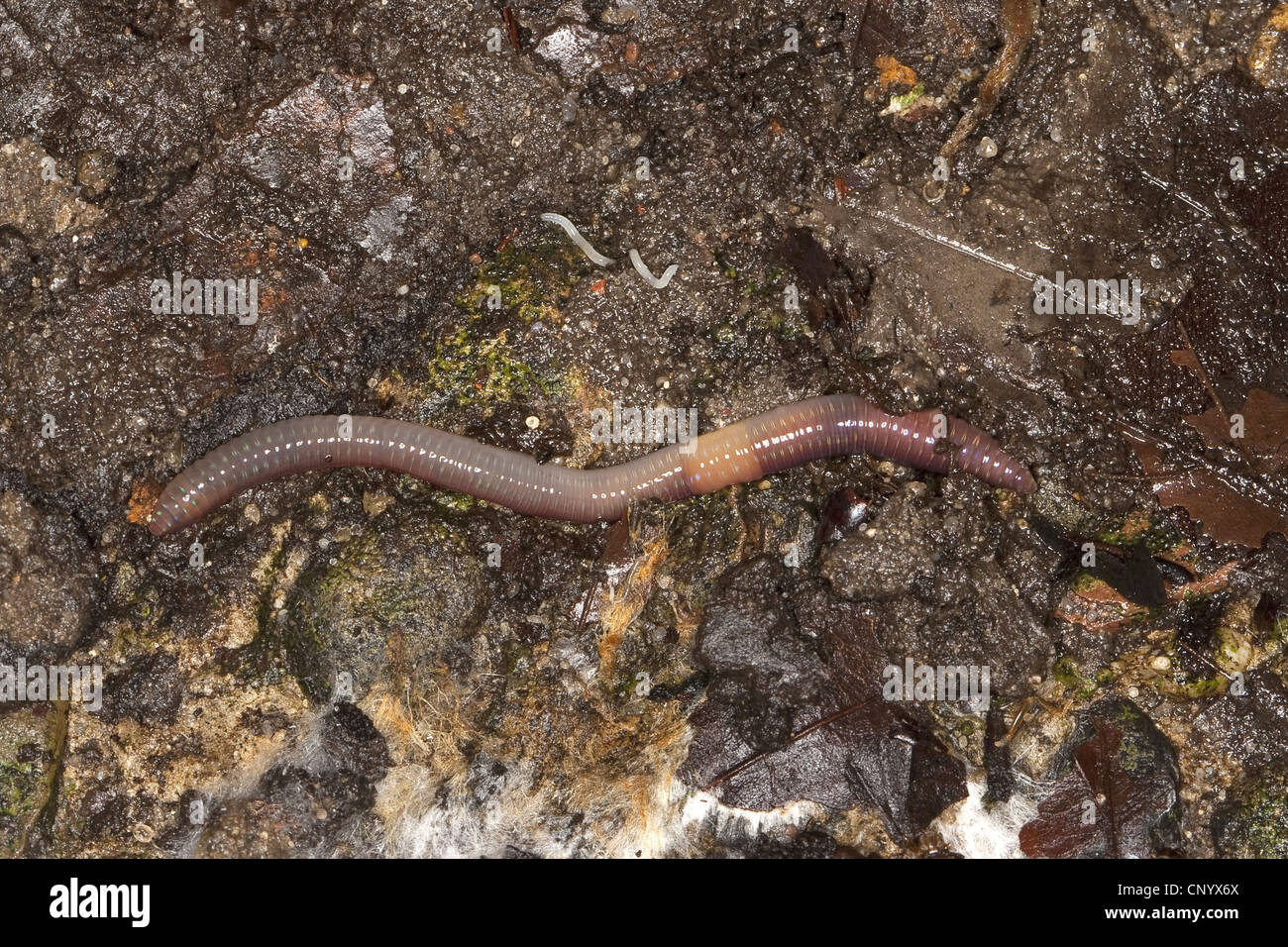 common earthworm, earthworm; lob worm, dew worm, squirreltail worm ...
