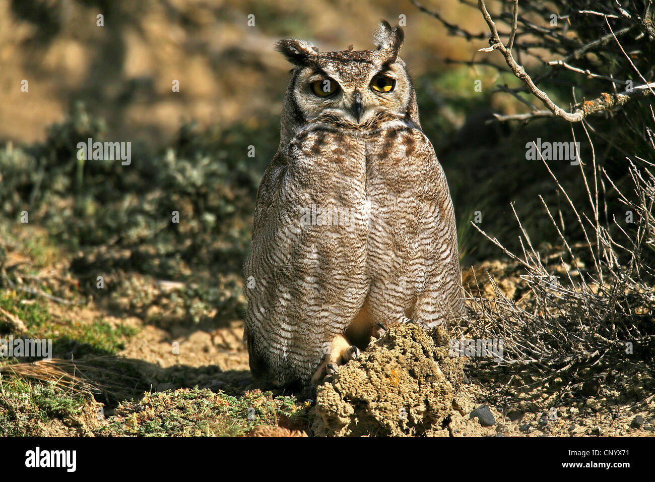 Lesser Horned Owl, Magellanic Horned Owl (Bubo magellanicus), sitting ...