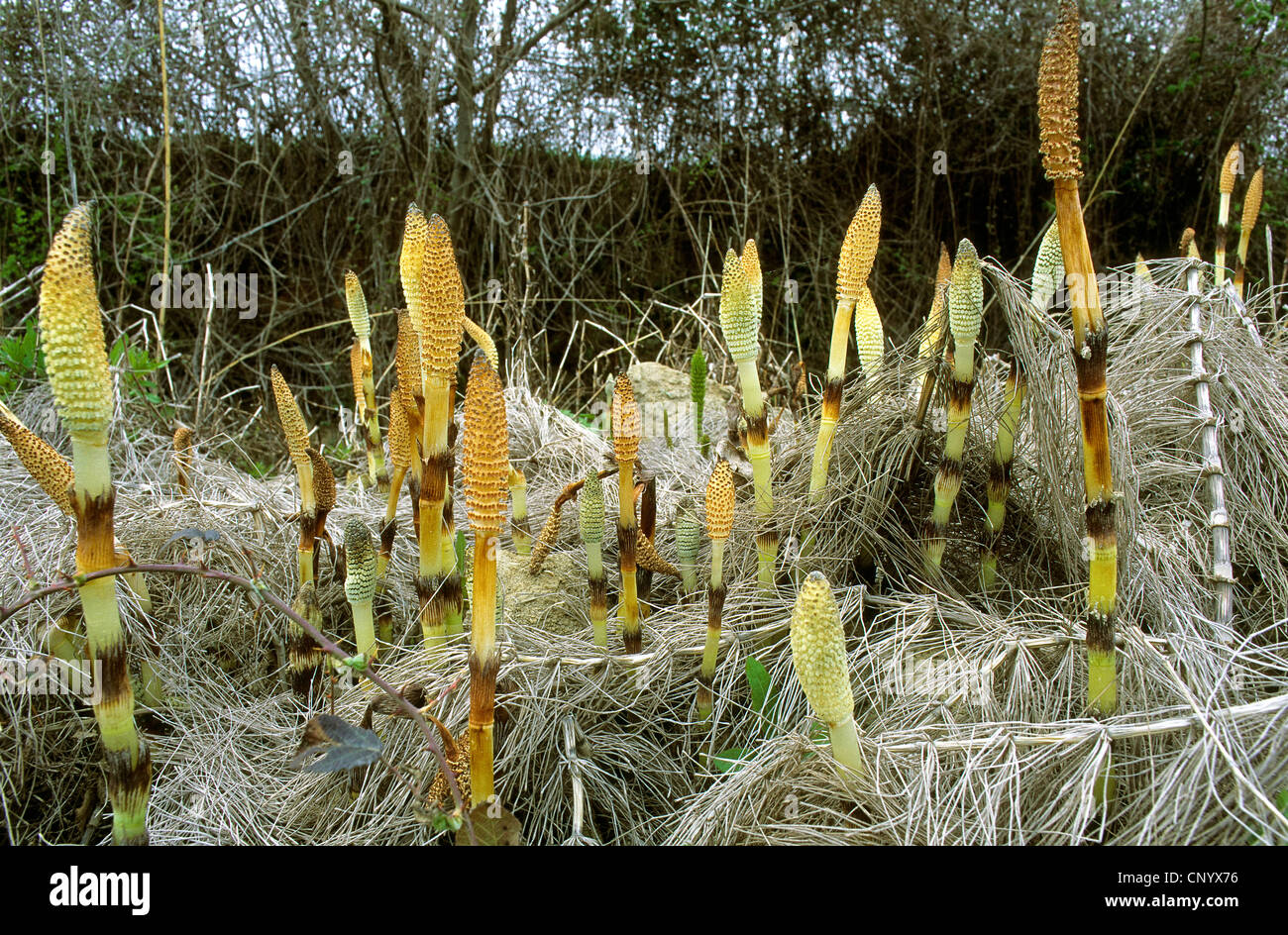 great horsetail (Equisetum telmateia, Equisetum telmateja, Equisetum ...