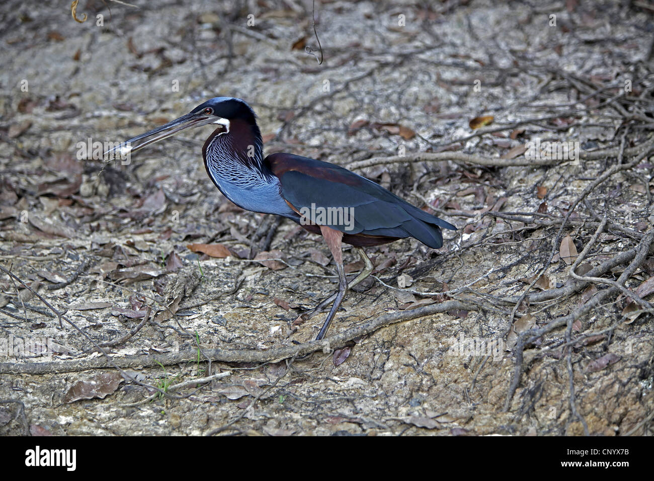 Agami bird hi-res stock photography and images - Alamy