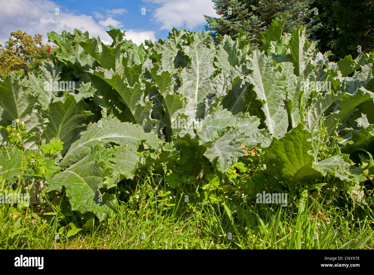cotton thistle, scotch thistle (Onopordum acanthium), leaf rosettes ...