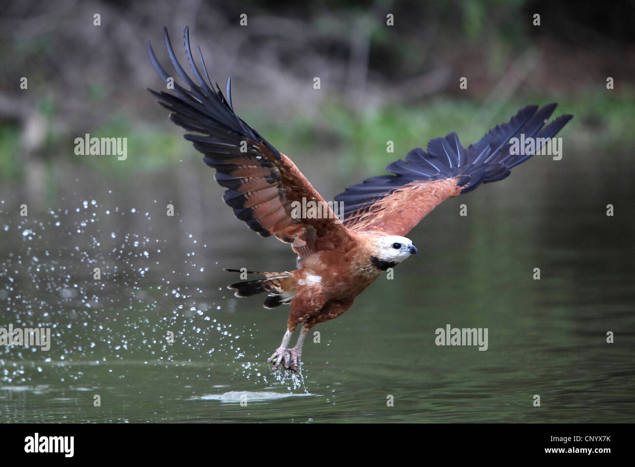 Black collared hawk hi-res stock photography and images - Alamy