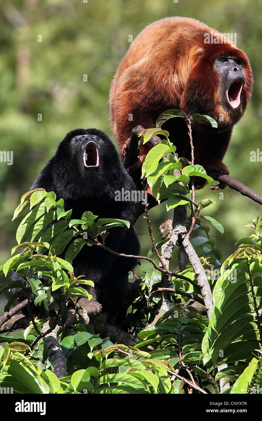 Alouatta belzebul hi-res stock photography and images - Alamy