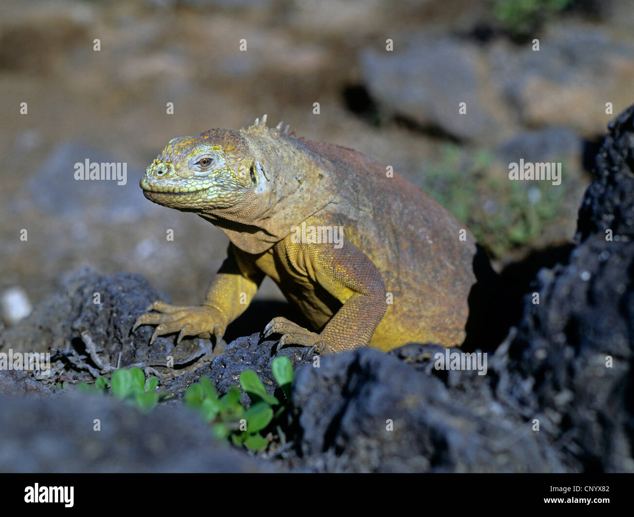 Galapagos land iguana (Conolophus subcristatus), on the beach, Ecuador ...
