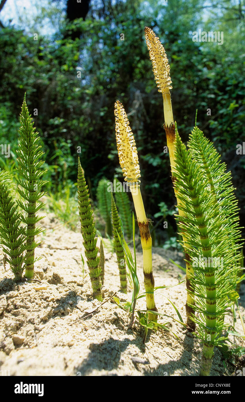 great horsetail (Equisetum telmateia, Equisetum telmateja, Equisetum ...