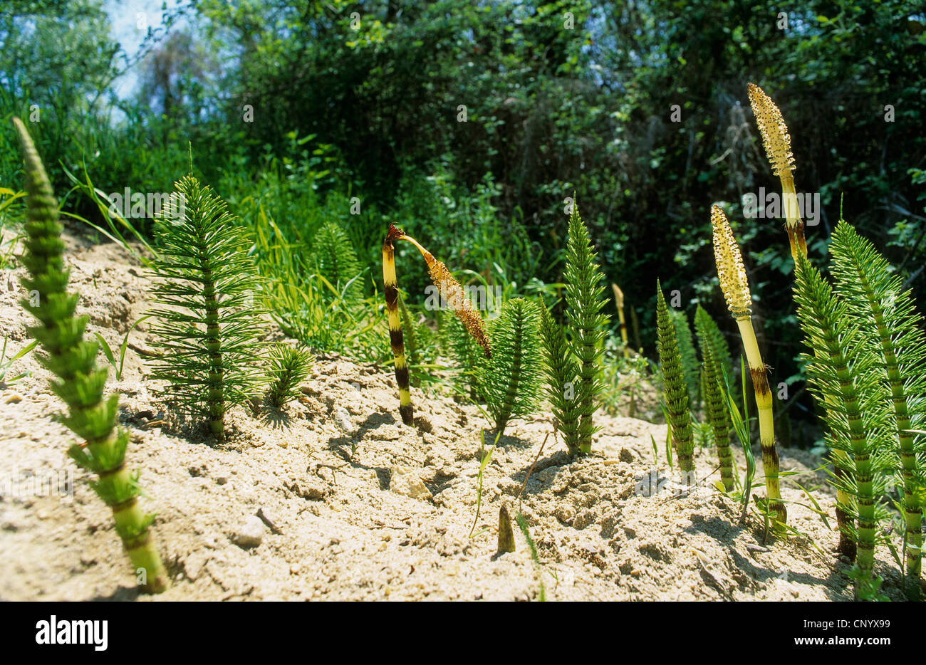 great horsetail (Equisetum telmateia, Equisetum telmateja, Equisetum ...