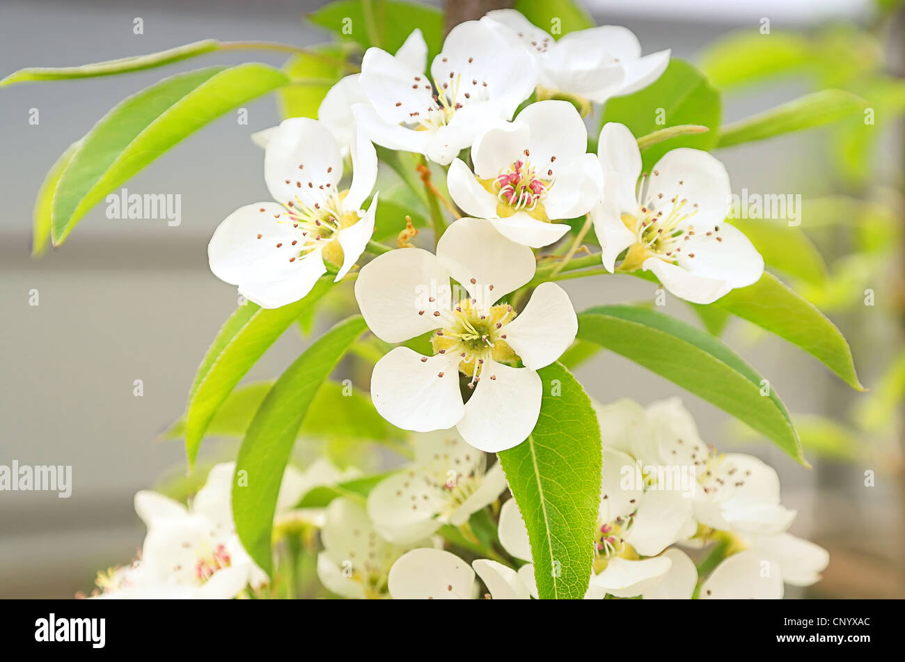 Pear Tree Spring Flowers background floral Stock Photo - Alamy