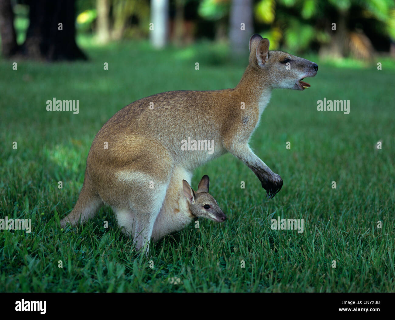 agile wallaby, sandy wallaby (Macropus agilis, Wallabia agilis), with ...