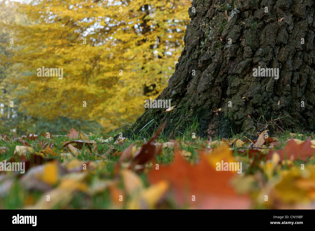 common birch, silver birch, European white birch, white birch (Betula ...