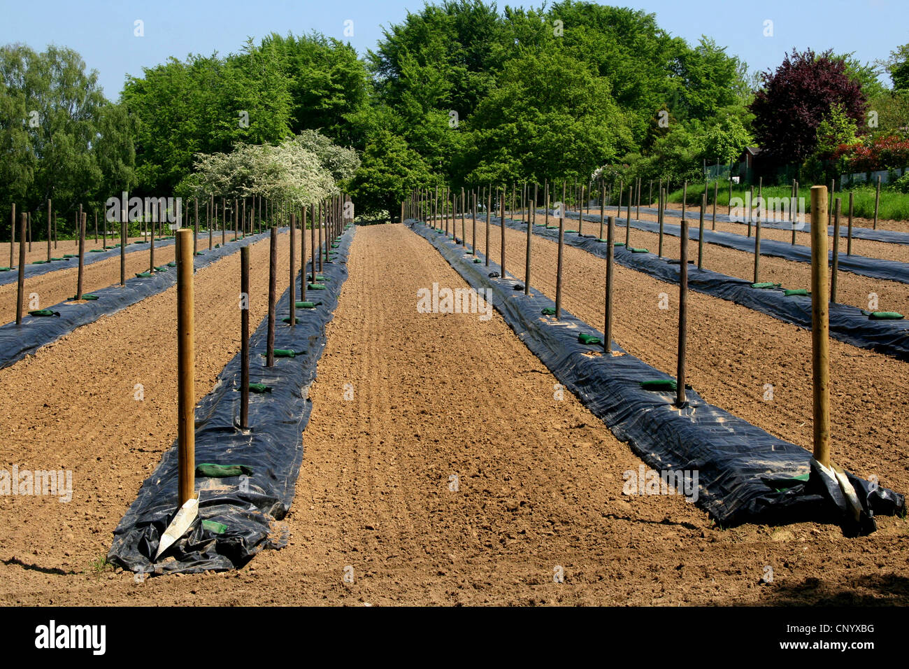 European red raspberry (Rubus idaeus), covered raspberry field in May ...