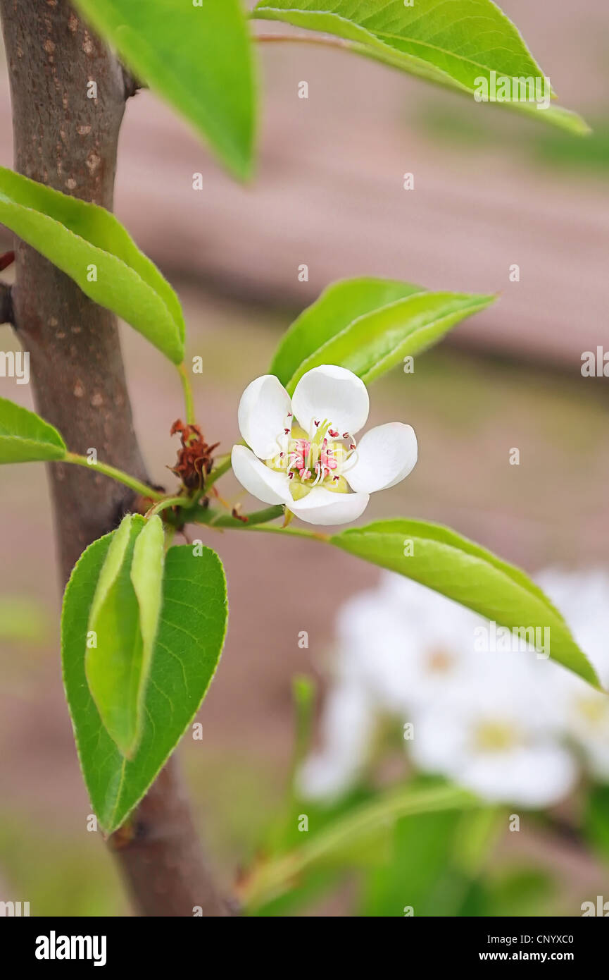 Pear flower tree on branch Spring background Stock Photo - Alamy