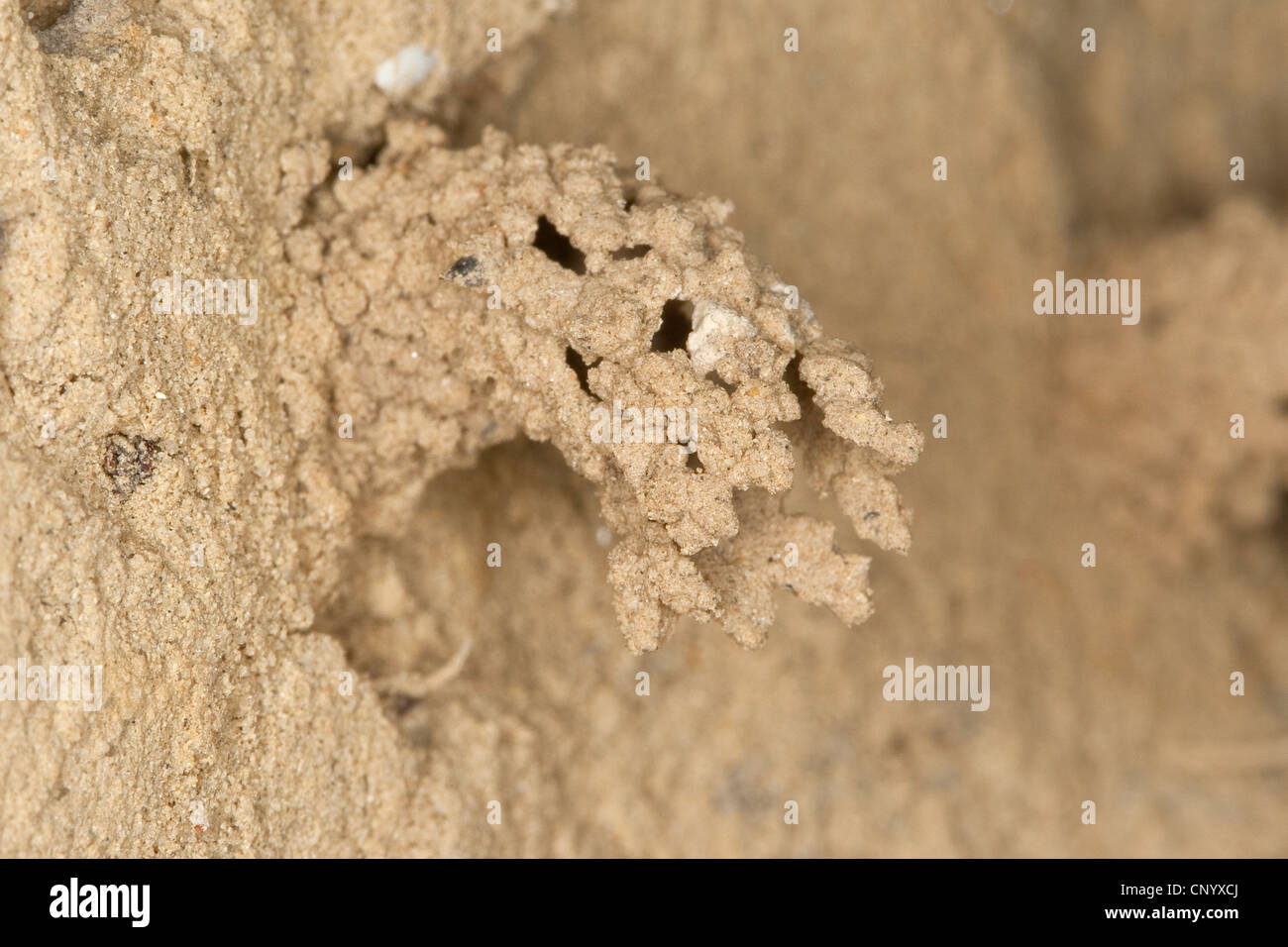potter wasp (Odynerus spinipes, Oplomerus spinipes), entrance to the ...