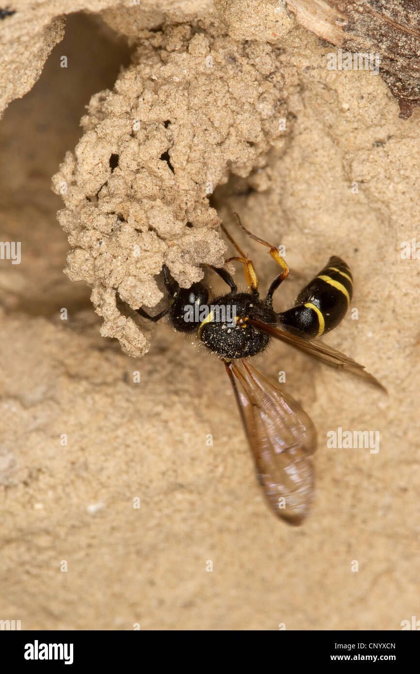 potter wasp (Odynerus spinipes, Oplomerus spinipes), at the entrance to ...