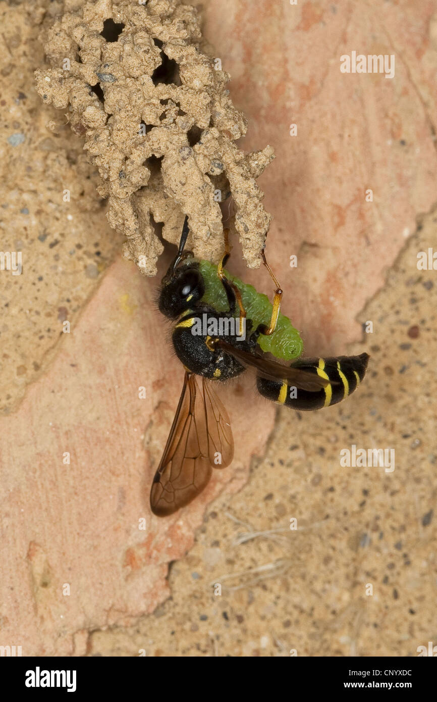 potter wasp (Odynerus spinipes, Oplomerus spinipes), at the entrance to ...