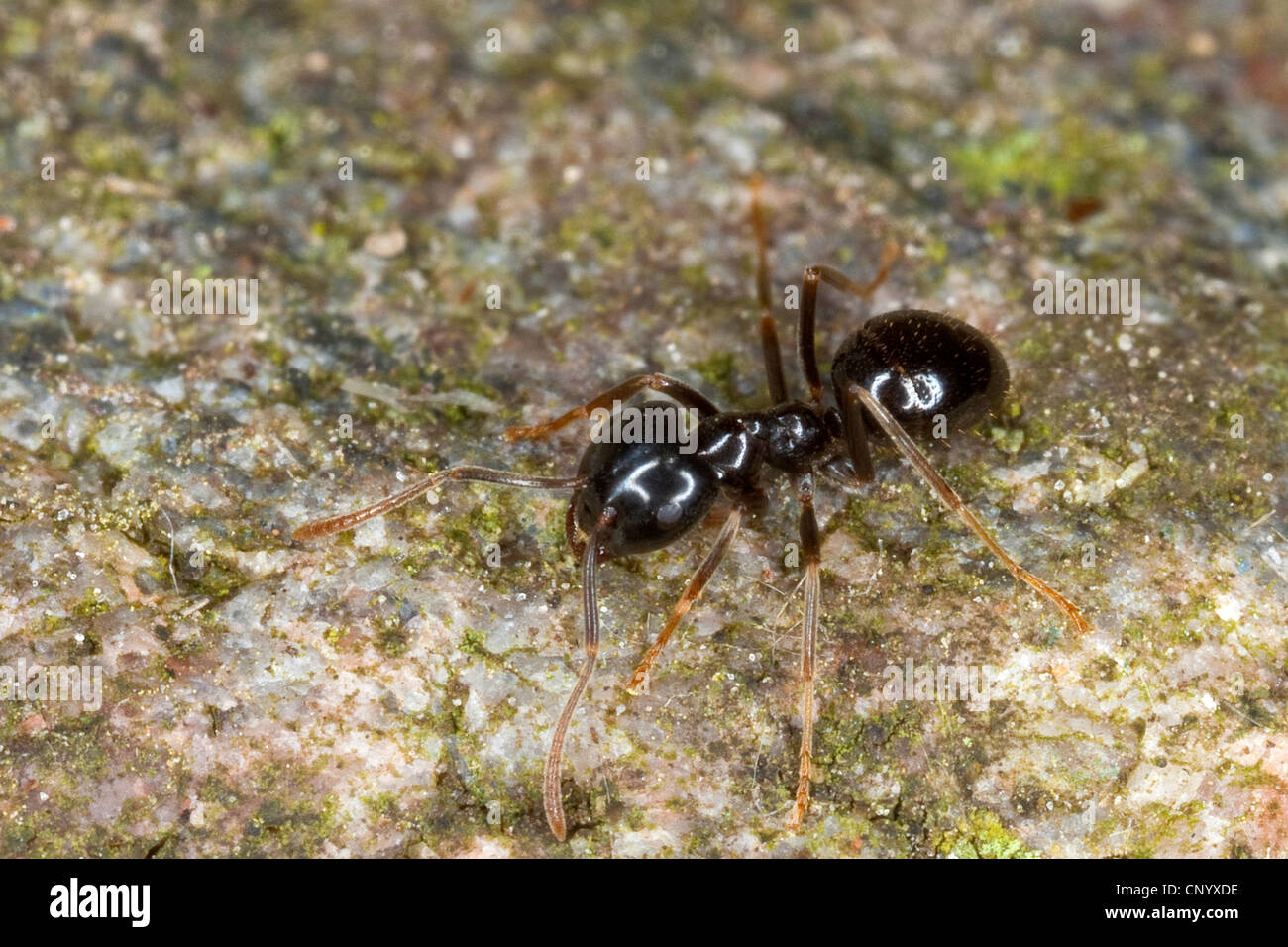 Jet ant, Shining jet black ant (Lasius fuliginosus, Dendrolasius ...