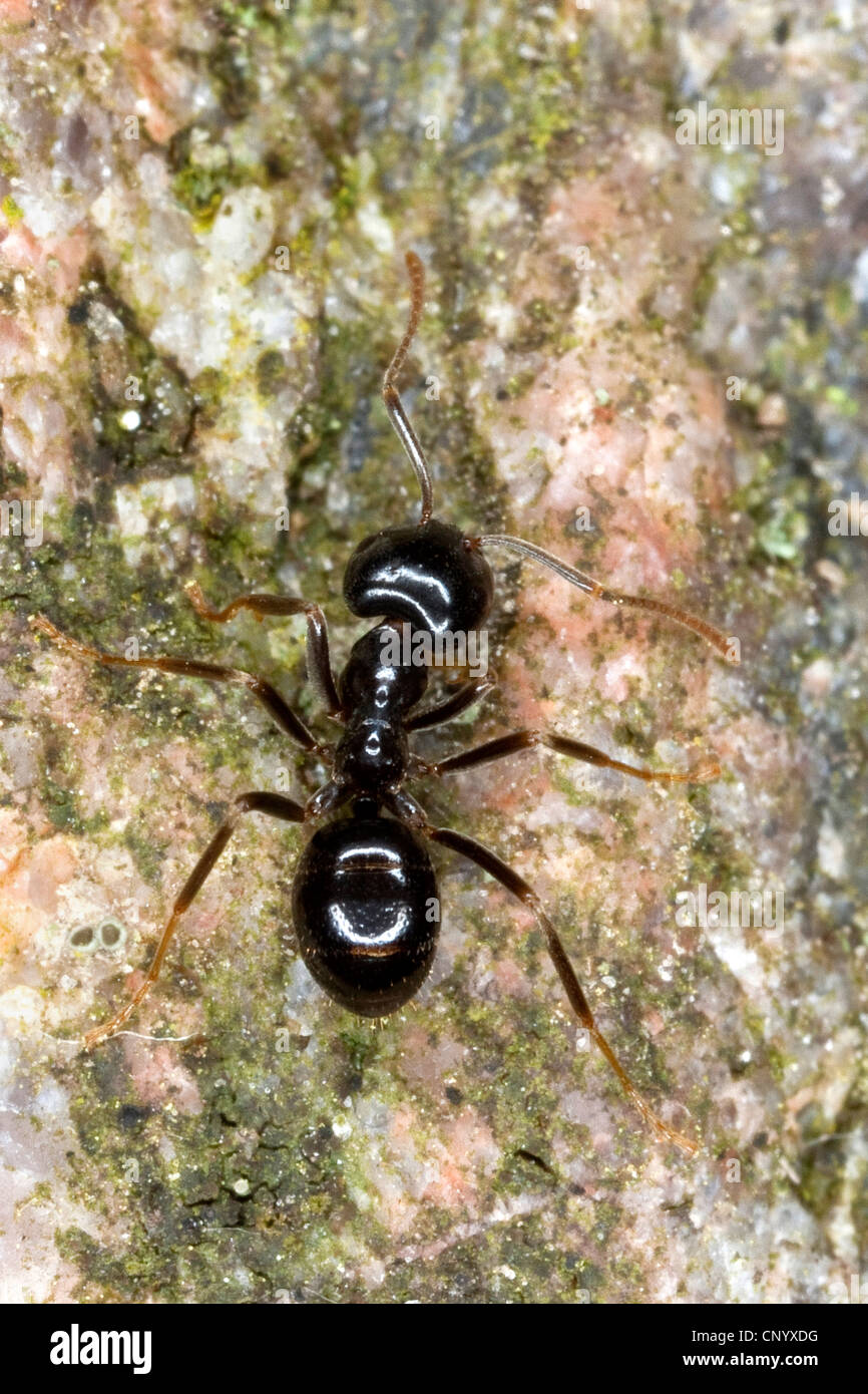 Jet black ants lasius fuliginosus hi-res stock photography and images ...