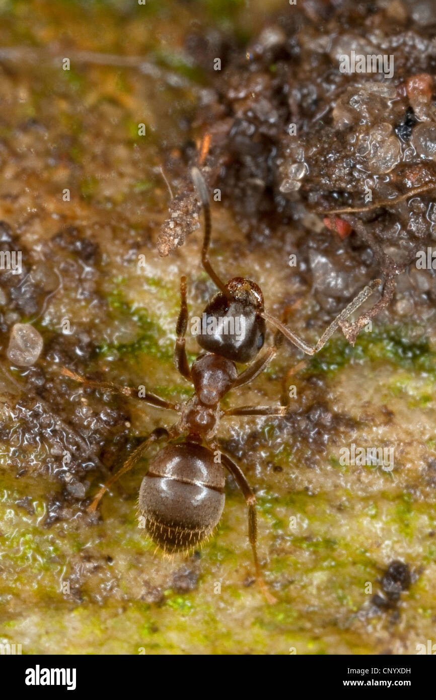 Common black ant hi-res stock photography and images - Alamy