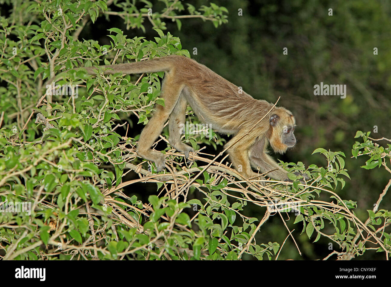 Black Howler Monkey (Alouatta caraya), female feeding, Brazil, Pantanal ...