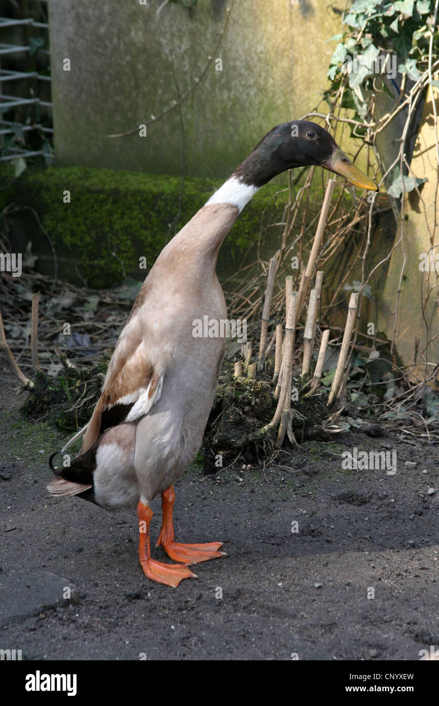Indian Runner Duck, Indian Runner (Anas platyrhynchos f. domestica ...