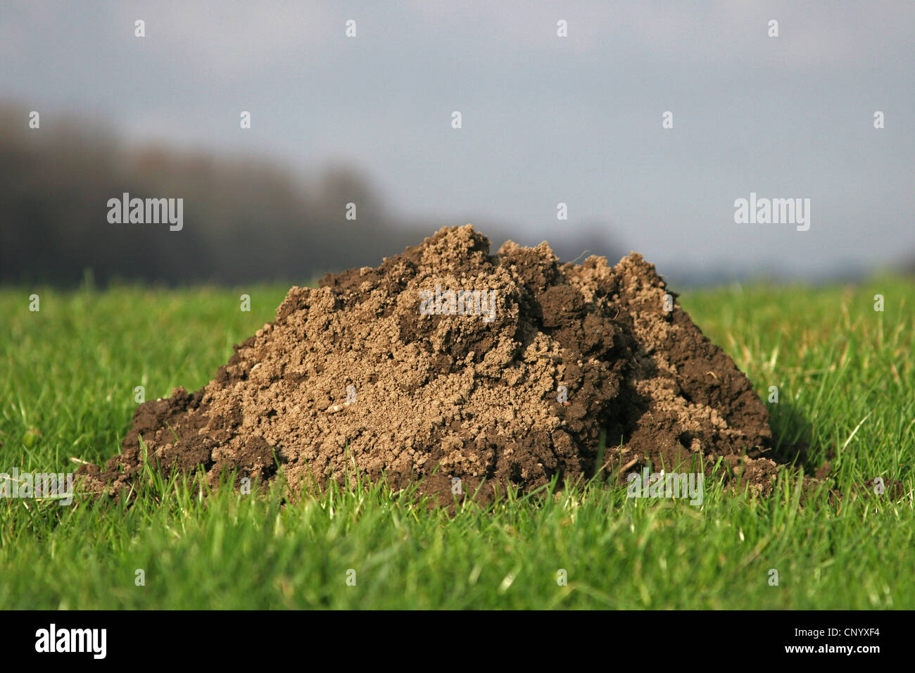Molehill on a pasture hi-res stock photography and images - Alamy