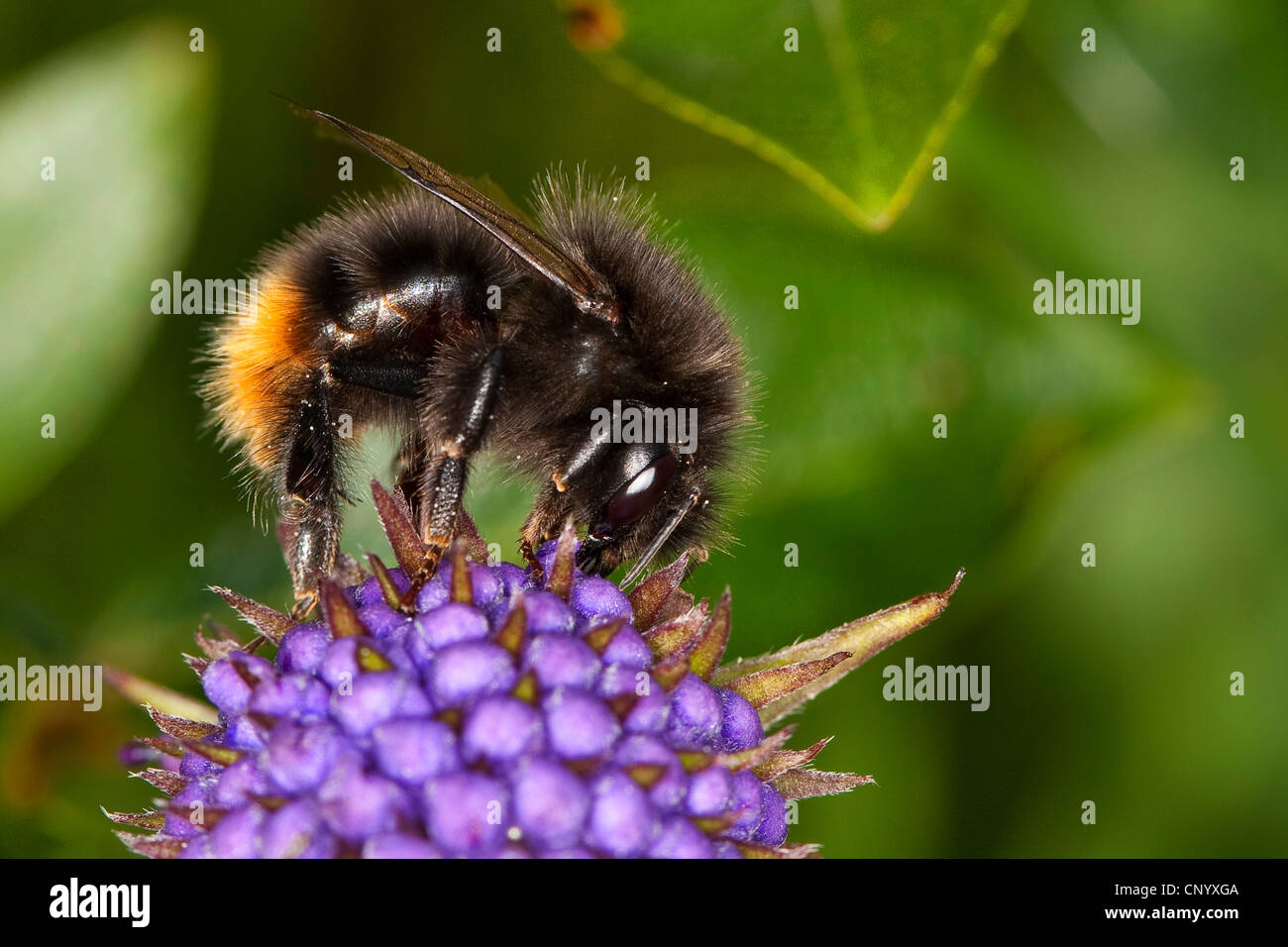 red-tailed bumble bee (Bombus lapidarius, Pyrobombus lapidarius, Aombus ...