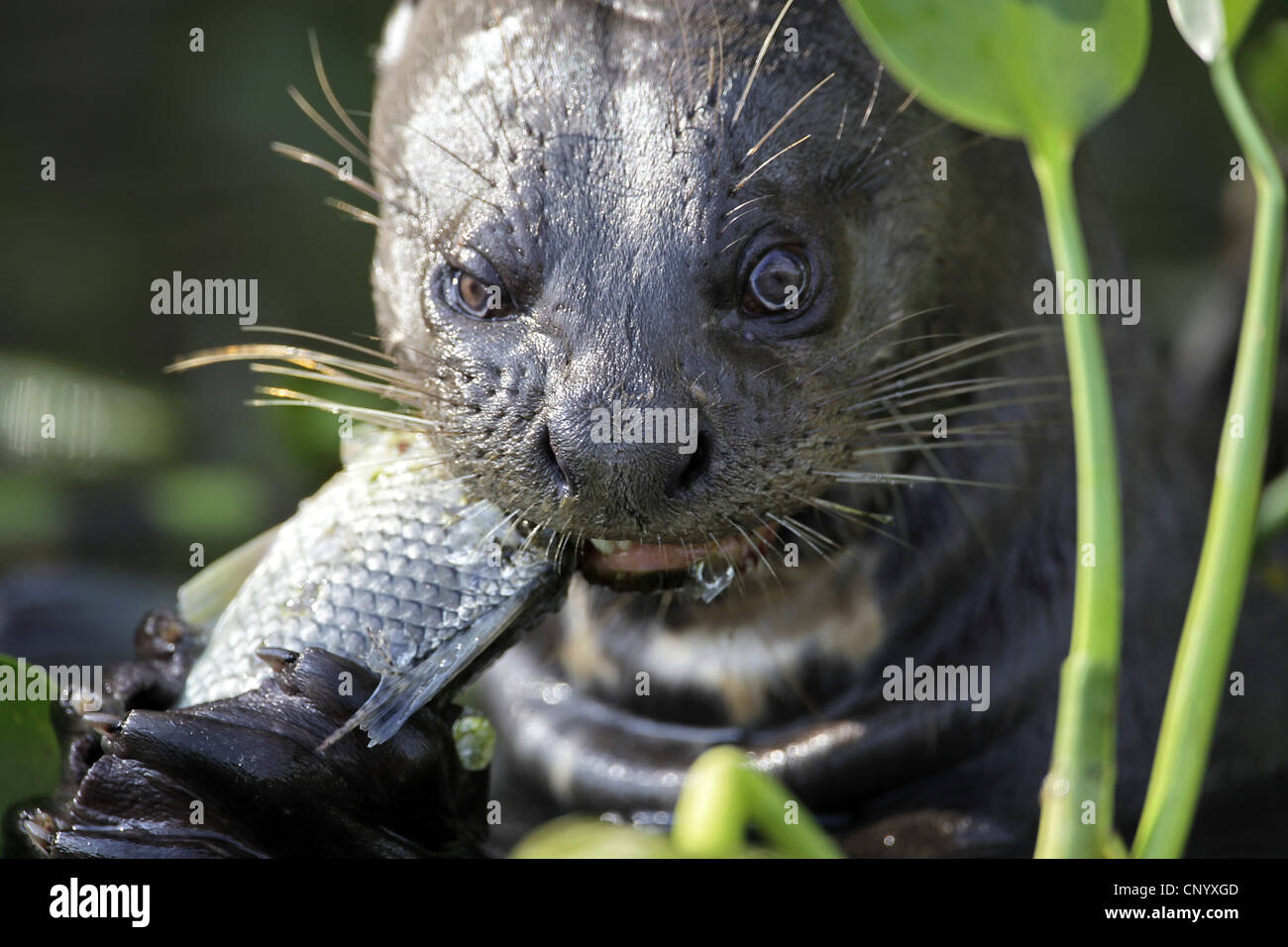 giant otter (Pteronura brasiliensis), feeding on a fish, Brazil Stock ...