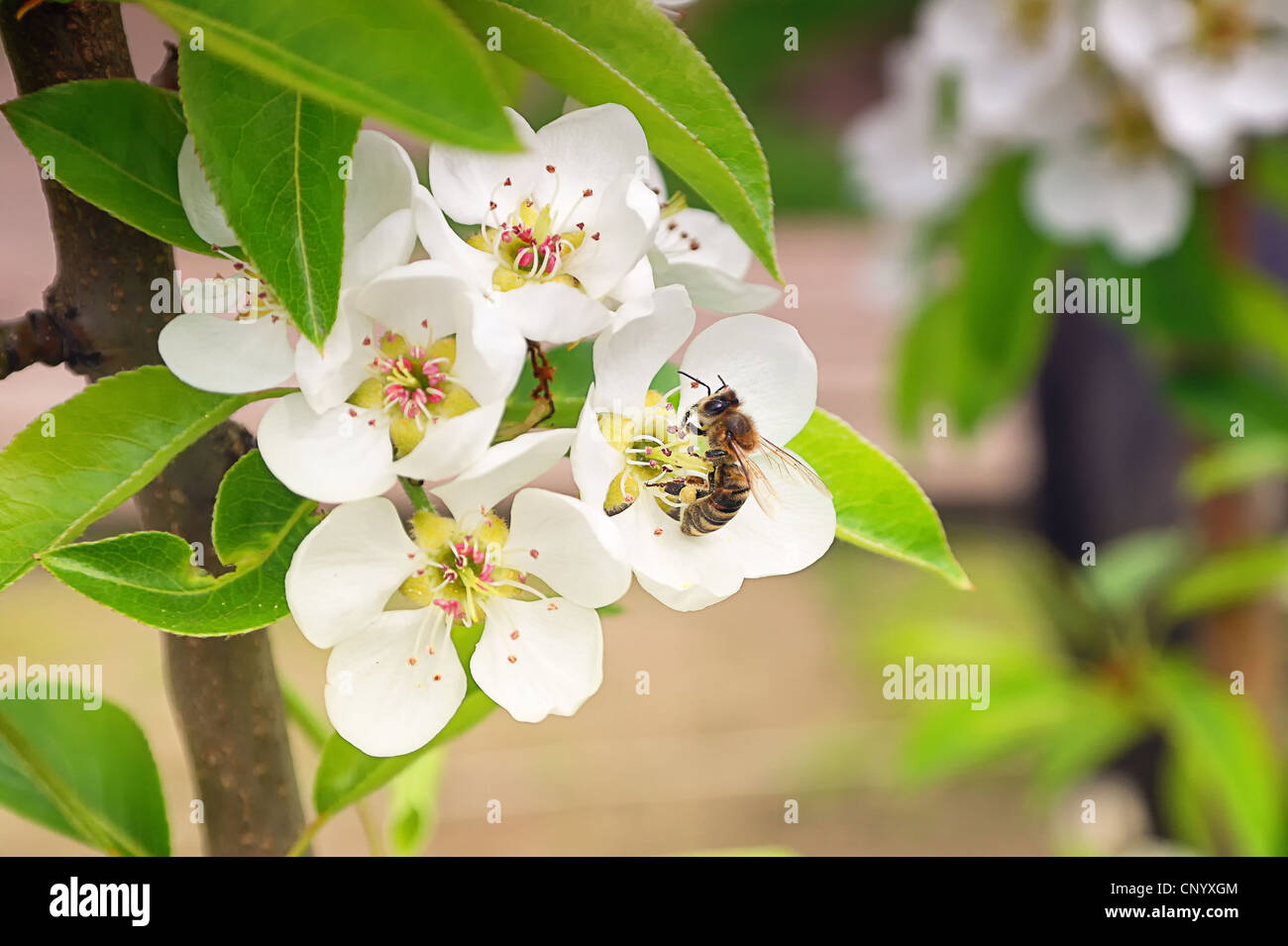 Flowering Pear Tree and Bee taken pollen background Stock Photo - Alamy