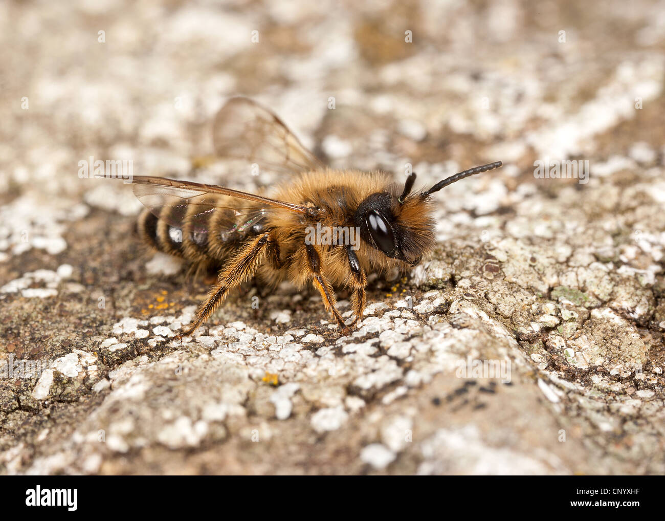 Male Yellow-legged Mining Bee - Andrena flavipes, on a lichen covered ...