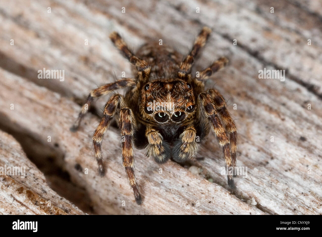 jumping spider (Sitticus pubescens), male sitting on deadwood Stock ...