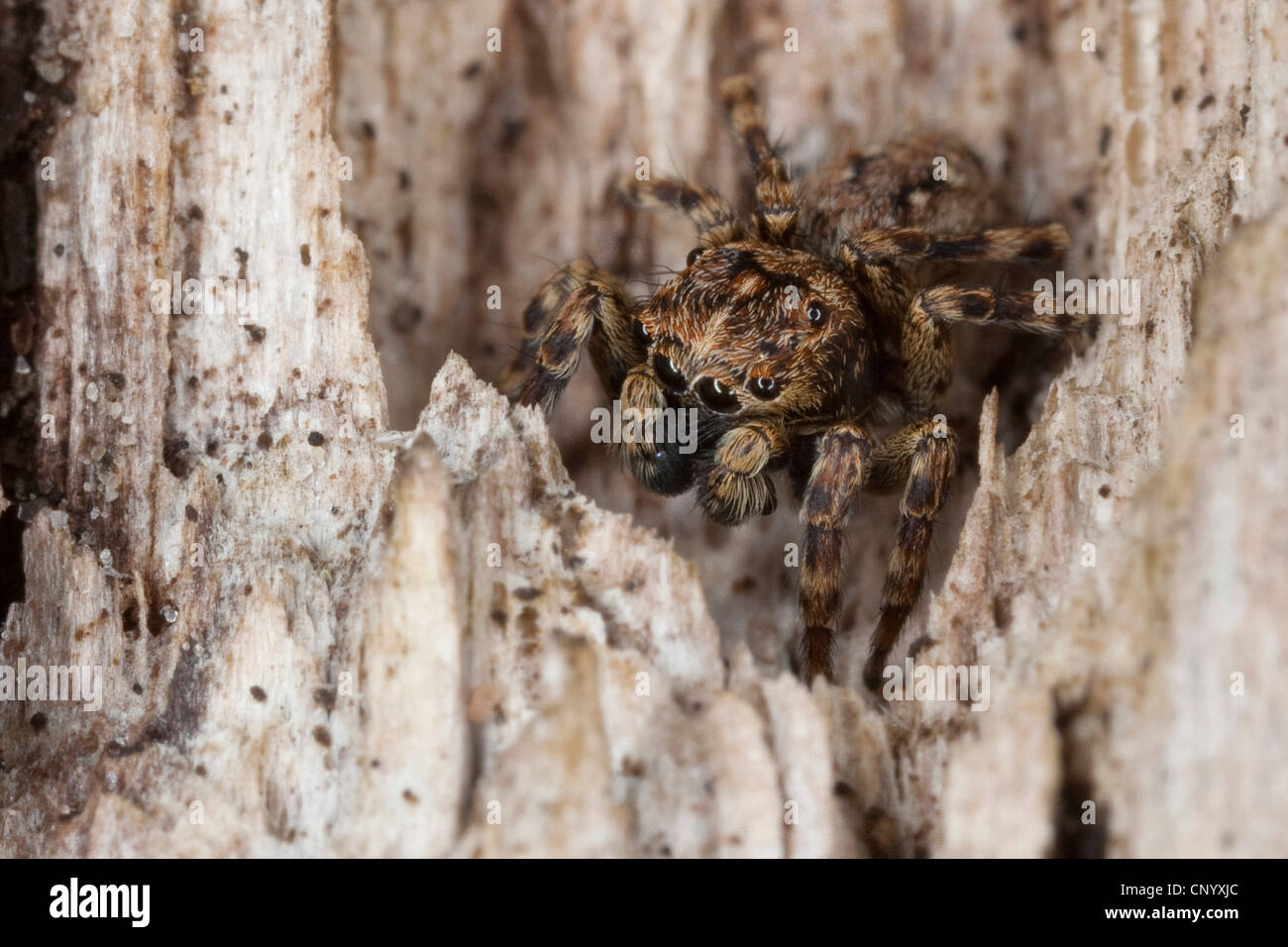 jumping spider (Sitticus pubescens), male sitting on deadwood Stock ...
