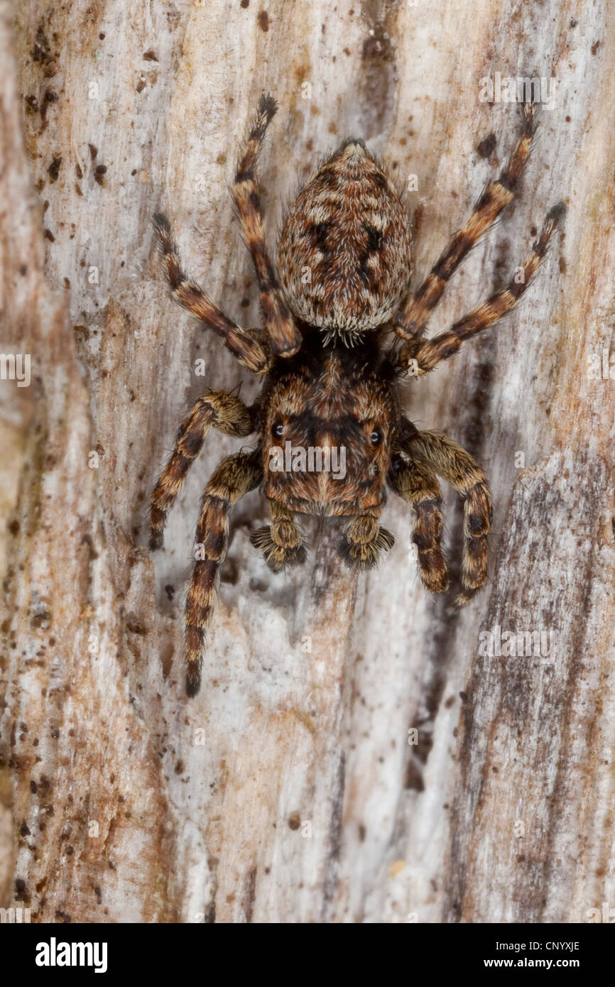 jumping spider (Sitticus pubescens), male sitting on deadwood Stock ...